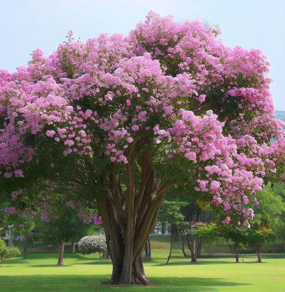 Lagerstroemia indica, Purple (Crape myrtle, Common Crapemyrtle) – MySeedsCo