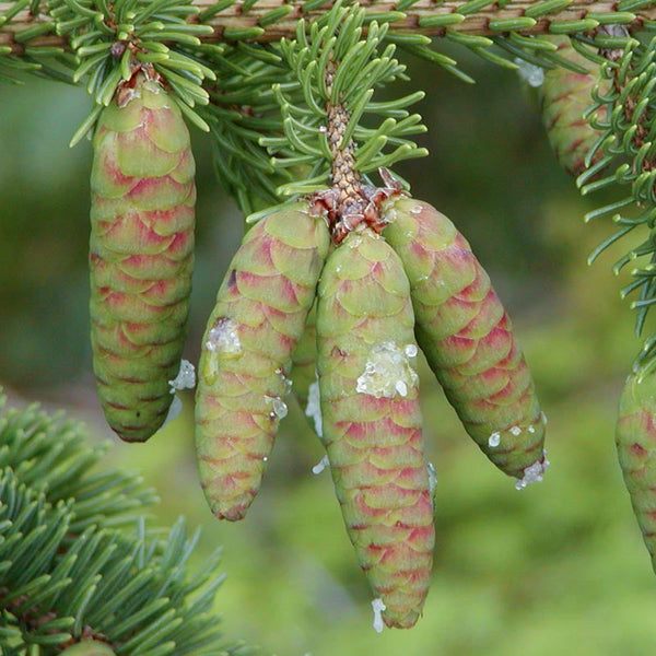 Picea glauca densata (Black Hills Spruce) Seedlings & Transplants Avai ...