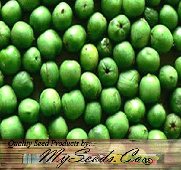 Actinidia arguta (Bower Actinidia, Hardy Kiwi, Kiwi Berry, Tara Vine ...