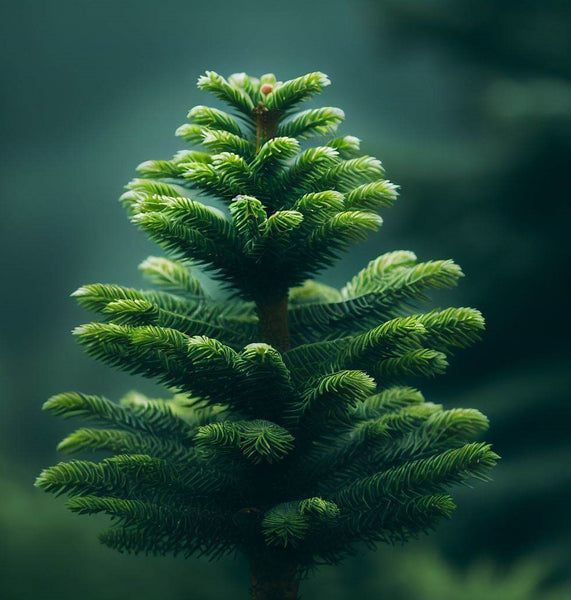 Abies pindrow (Himalayan Fir, Pindrow Fir) – MySeedsCo
