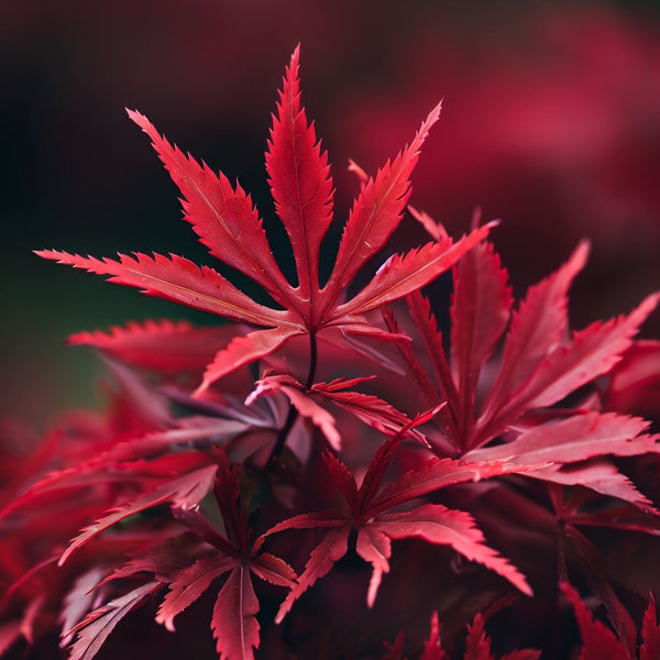 Acer palmatum 'Seiryu' (Seiryu Laceleaf Japanese Maple) – MySeedsCo