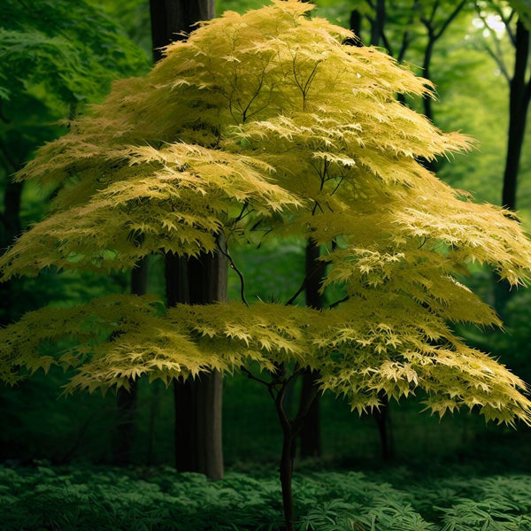 Acer shirasawanum var. aureum Fresh/Green Seed (Yellow Moon Maple ...