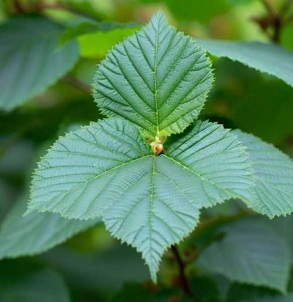 Alnus nitida (Himalayan Alder) – MySeedsCo