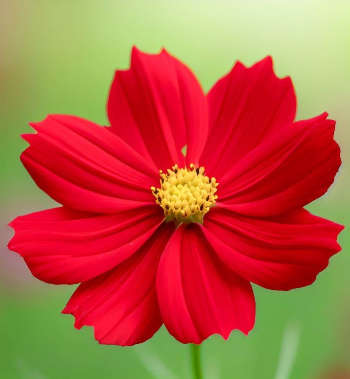 Cosmos – MySeedsCo
