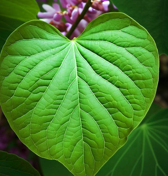 Cercis gigantea (Giant Redbud) – MySeedsCo