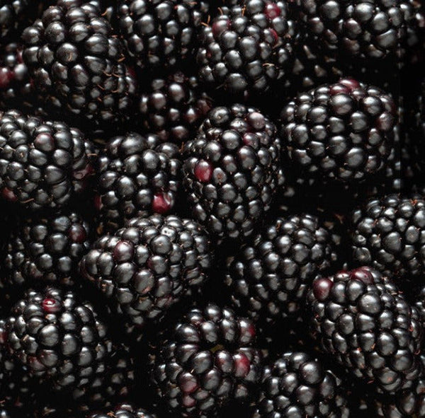 Triple Crown Blackberry Plants (Plug Plants) Thornless (Late-season Va ...