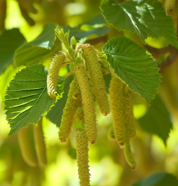 Corylus – MySeedsCo