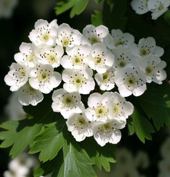 Crataegus cordata (phaenopyrum) (Washington Hawthorn, Bigfruit Hawthor ...