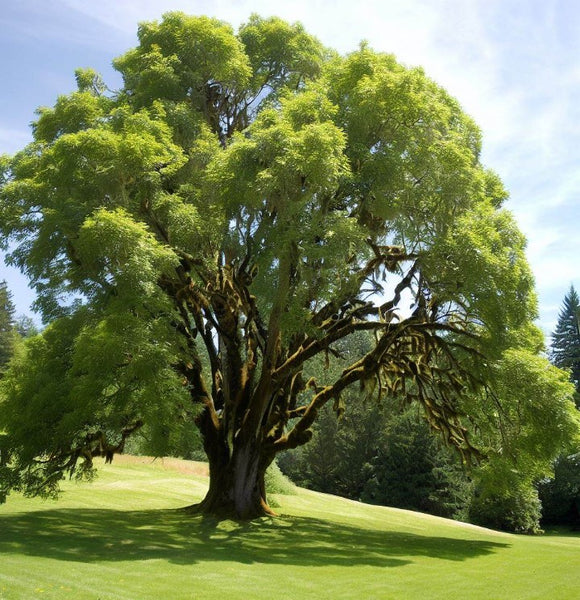 Fraxinus latifolia (Oregon Ash) – MySeedsCo