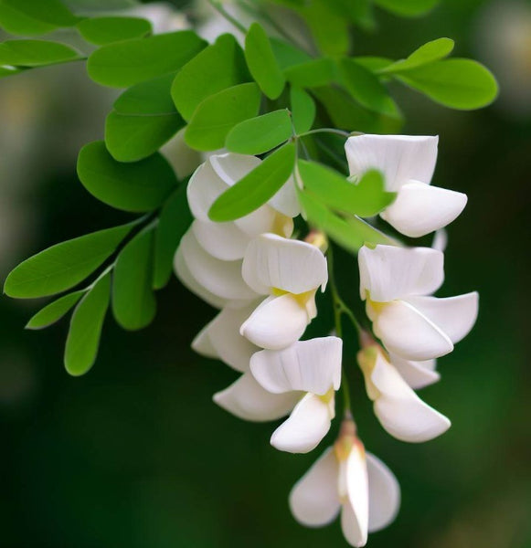 Genista monosperma (Bridalveil Woodwaxen) – MySeedsCo