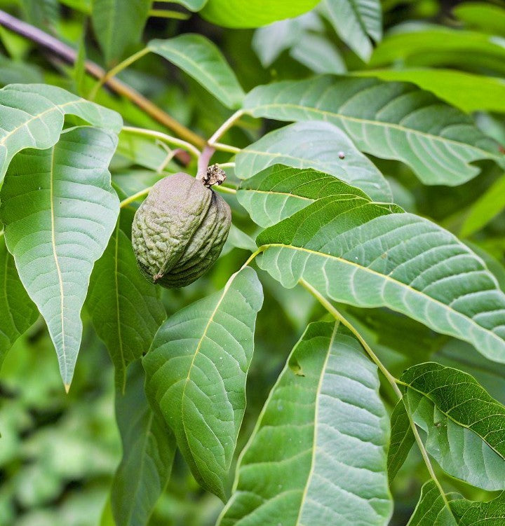 Juglans – MySeedsCo