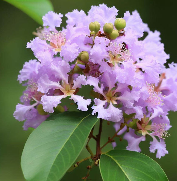 Lagerstroemia indica, Mixed (Crape myrtle, Common Crapemyrtle) – MySeedsCo