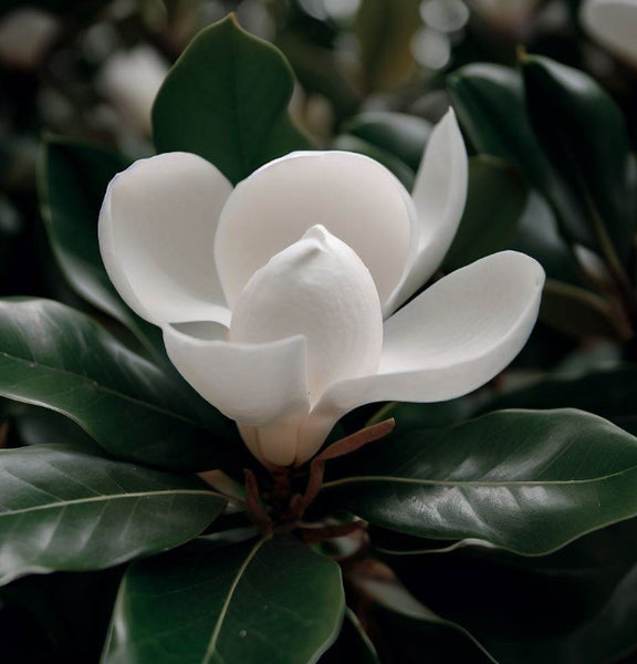 Magnolia virginiana Northern (Sweetbay Magnolia) – MySeedsCo