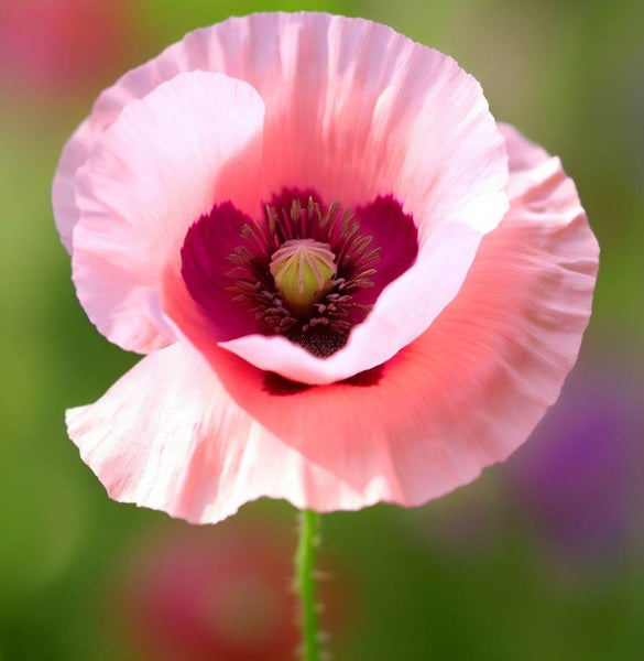 Corn Poppy Photo Corn Poppy (Red) Roundstone Native Seed Company