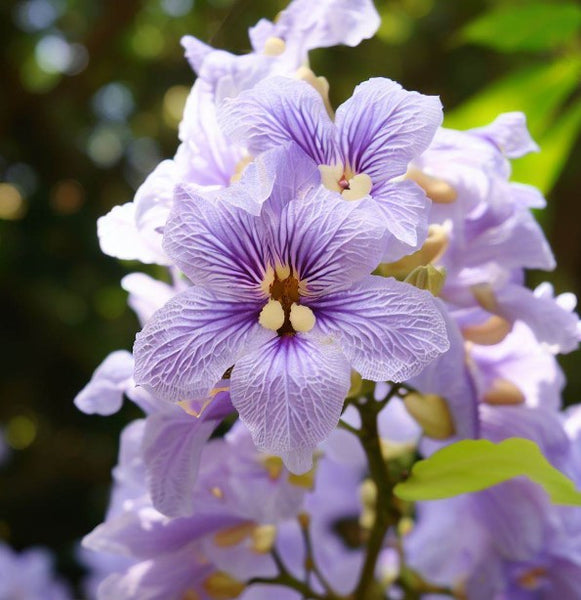 Paulownia fortunei (Dragon Tree) – MySeedsCo