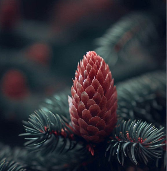 Red Spruce Cone