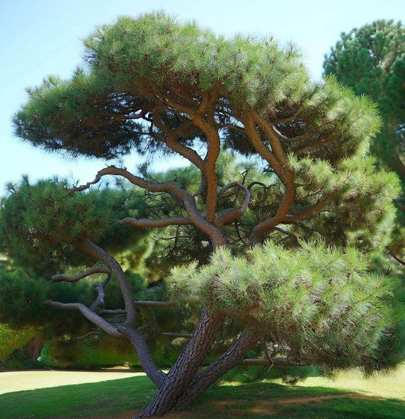 California Pine Trees Identification Arboretum Images 4