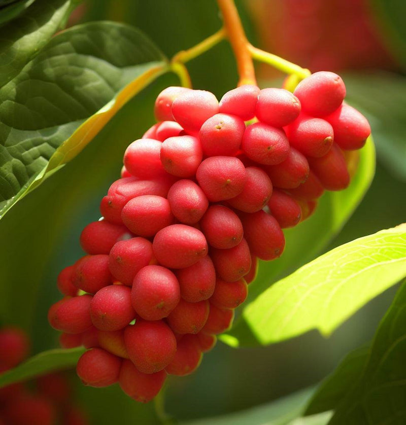 Rhus – MySeedsCo