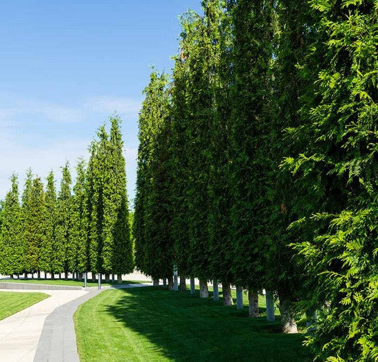 Thuja Occidentalis Pyramidalis Thuja Occidentalis 'Brandon' From NVK