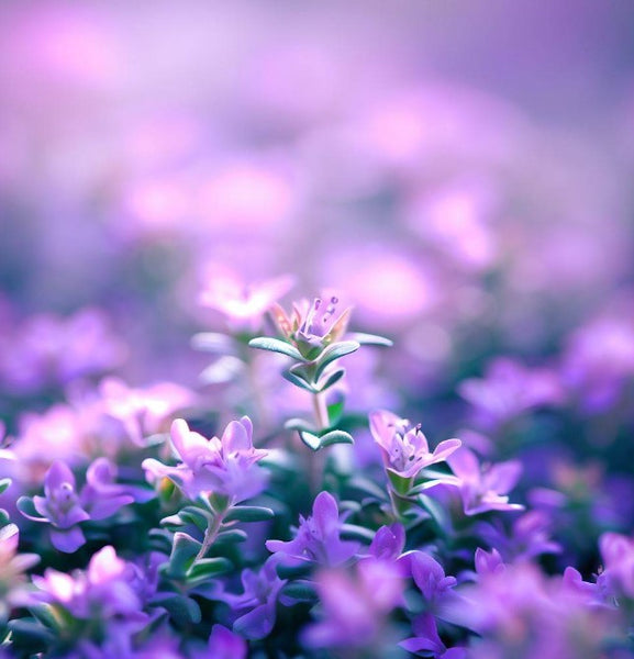 Thymus serpyllum (Dwarf Creeping Thyme) Height: 4-6" – MySeedsCo