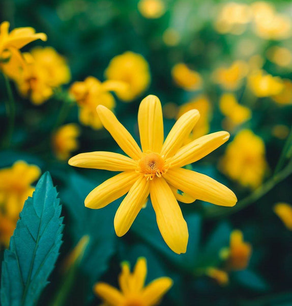 VIGUIERA multiflora (Showy Goldeneye) – MySeedsCo