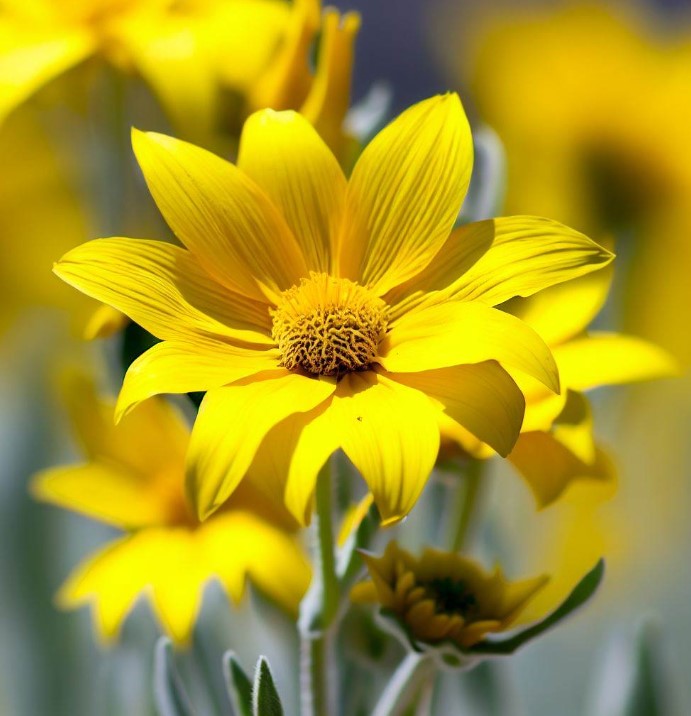 Wyethia – MySeedsCo