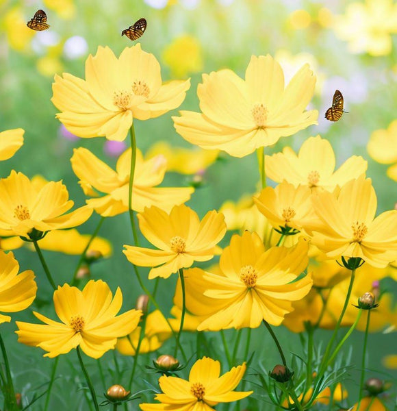 COSMOS bipinnatus, Yellow (Cosmos, Tall Yellow) – MySeedsCo