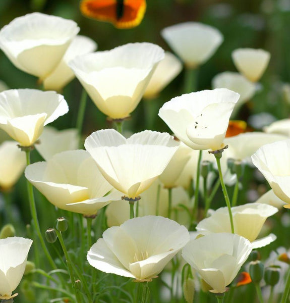 ESCHSCHOLZIA californica 'Ivory Castle' (California Poppy, White - Ivo ...