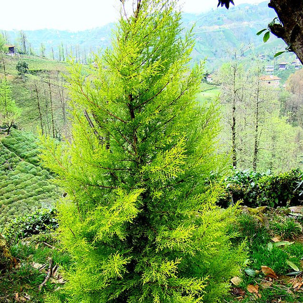 Cypress Tree