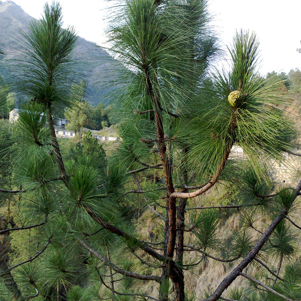 Pinus roxburghi (Chirr Pine, Longleaf Indian Pine) – MySeedsCo