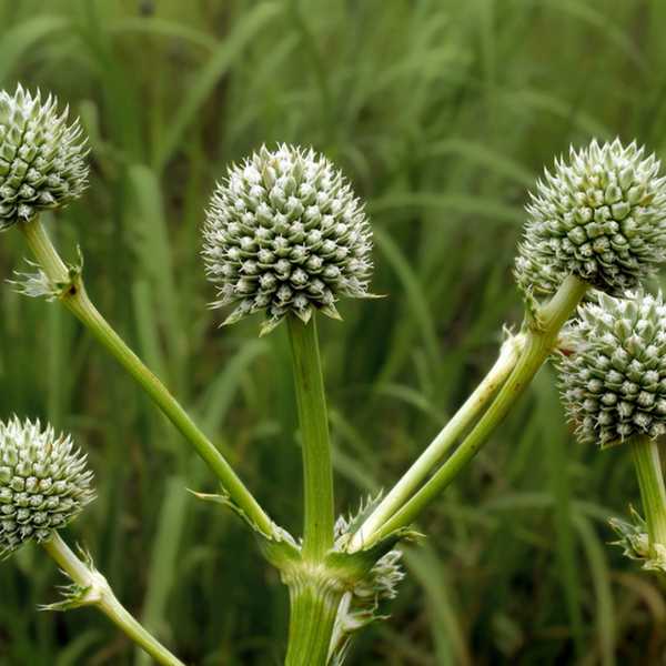 Rattlesnake Master Seeds