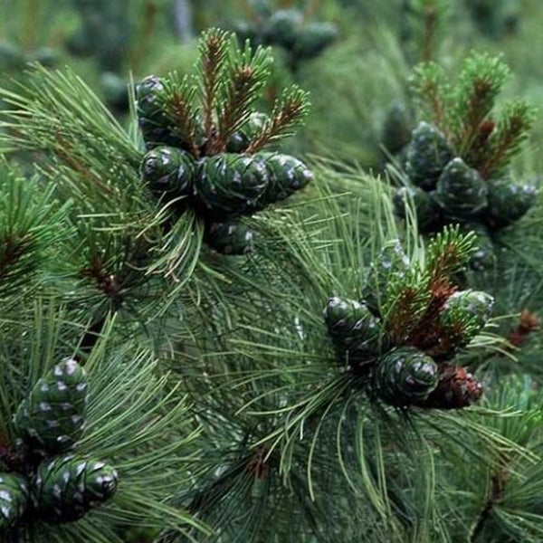 Pinus pumila (Japanese Stone Pine) – MySeedsCo