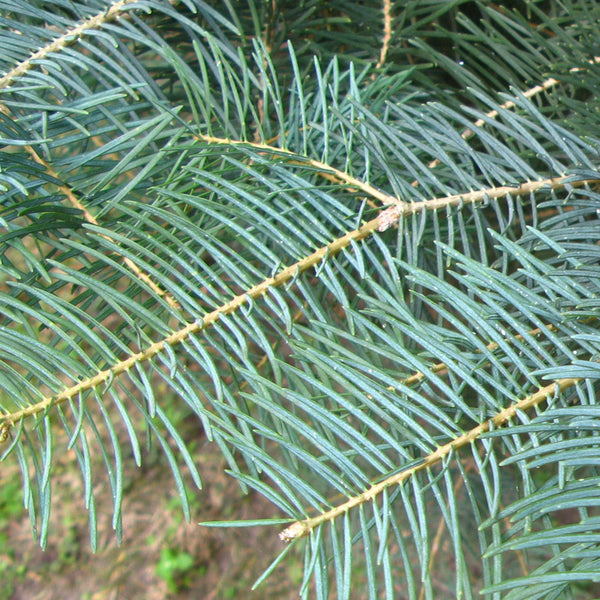 Abies concolor iowiana (Pacific White Fir, Iowa White Fir, Concolor Fi ...