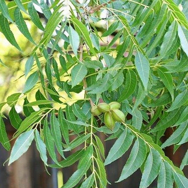 Carya illinoinensis (Pecan, Wild Pecan) – MySeedsCo