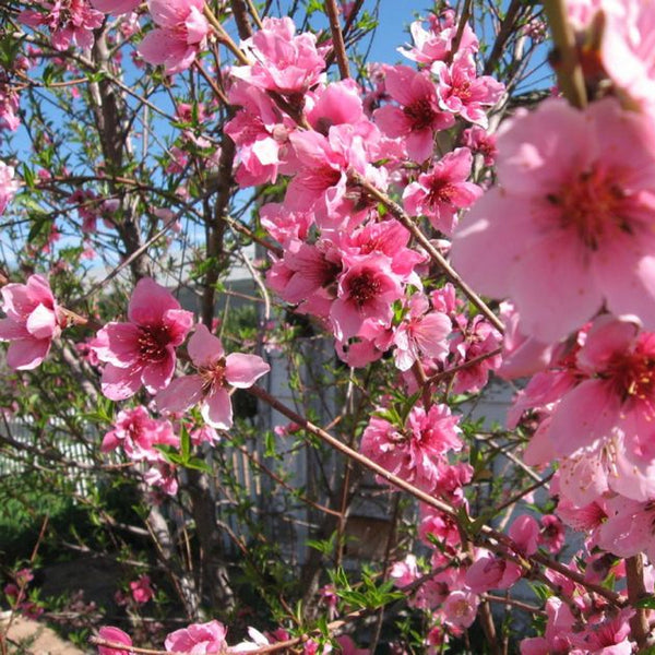 Prunus persica Lovell (Peach, Lovell Peach) – MySeedsCo