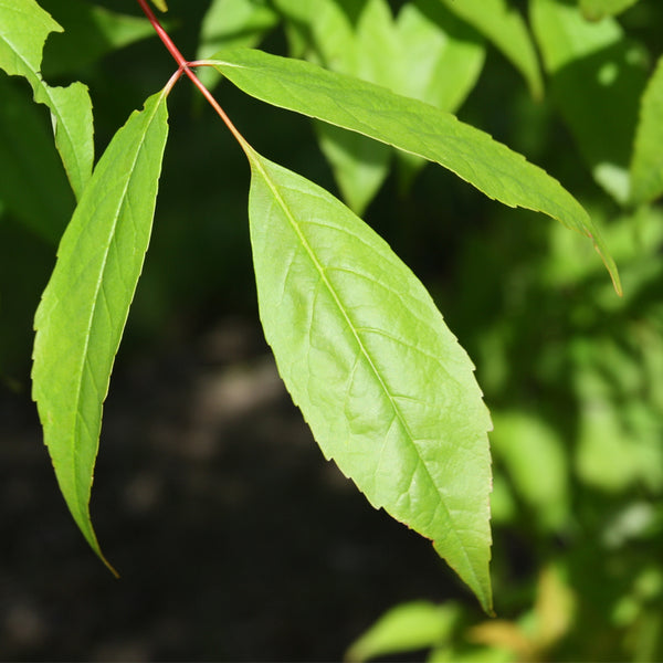 Acer mandshuricum d.w. (Manchurian Maple) – MySeedsCo