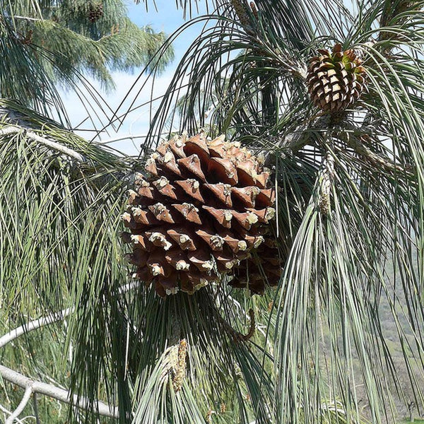 Pinus sabiniana (California Foothill Pine, Digger Pine) – MySeedsCo