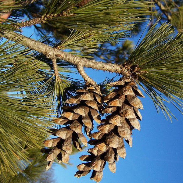 Pinus peuce (Balkan Pine, Greek Stone Pine, Macedonian Pine) – MySeedsCo