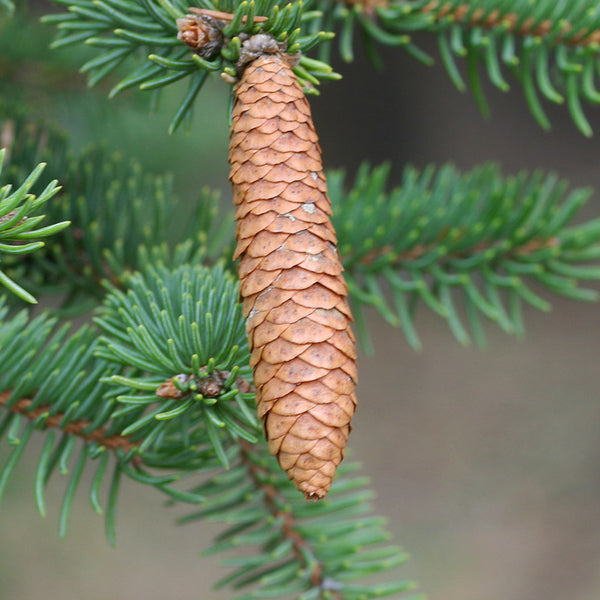 Picea asperata (Dragon Spruce) – MySeedsCo
