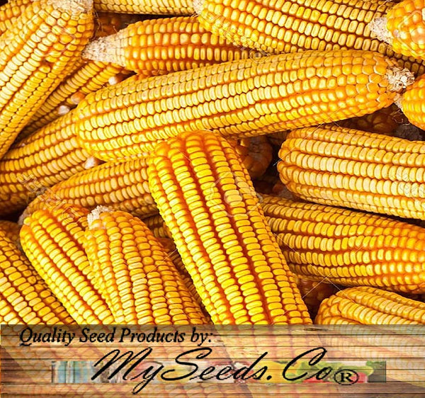 Reid's Yellow (Yellow Dent Field Corn - Heirloom Corn) (Zea mays ...