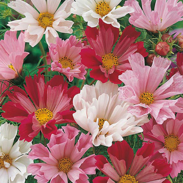 COSMOS bipinnatus 'Sea Shells' (Cosmos, Tubular petals) – MySeedsCo