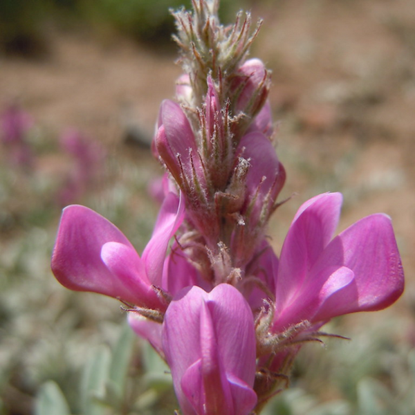 HEDYSARUM boreale (Utah Sweetvetch) – MySeedsCo