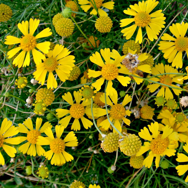 HELENIUM amarum (Dwarf Helenium) – MySeedsCo