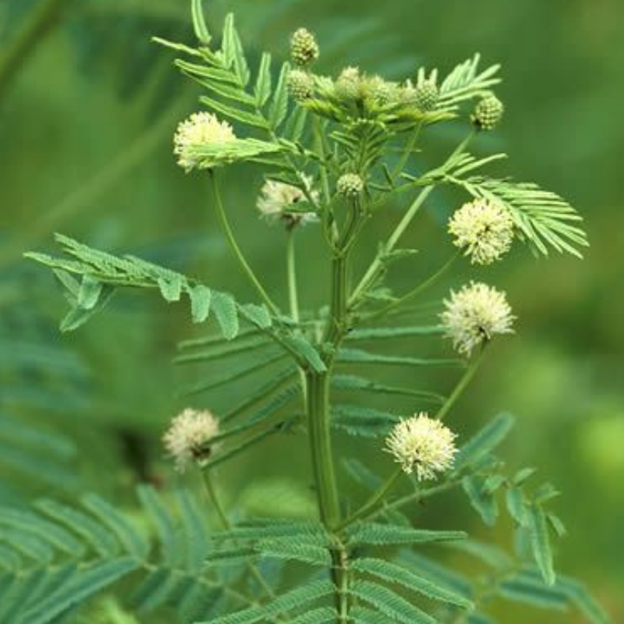 Desmanthus – MySeedsCo
