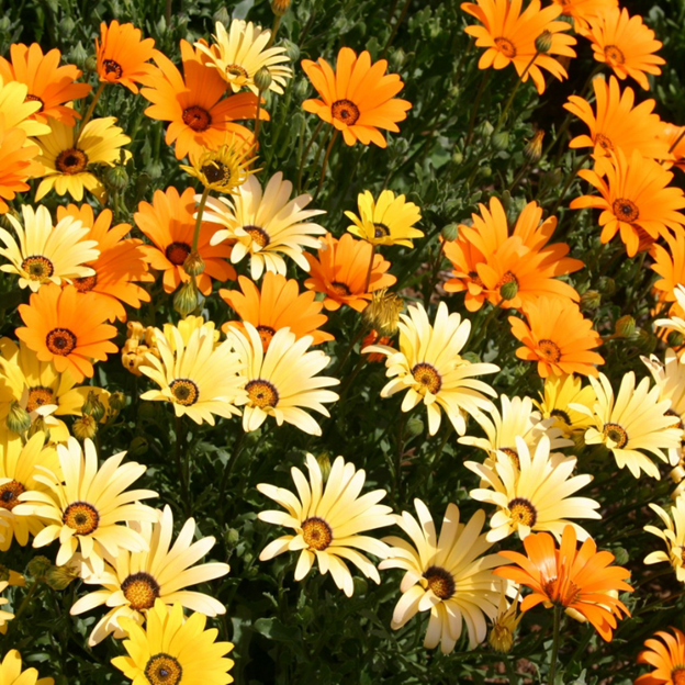 Dimorphotheca – MySeedsCo