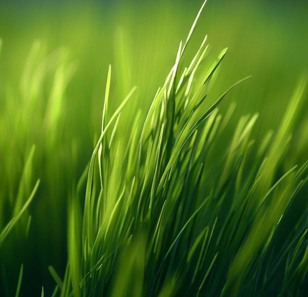 Highlander Turf Bermuda Grass Seed - Hulled & Coated (Grass Seed ...