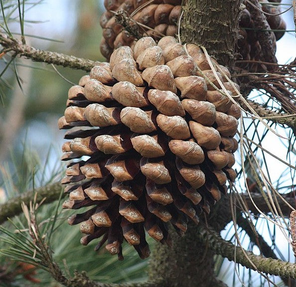 Pinus Radiata VicFlora: Pinus Radiata
