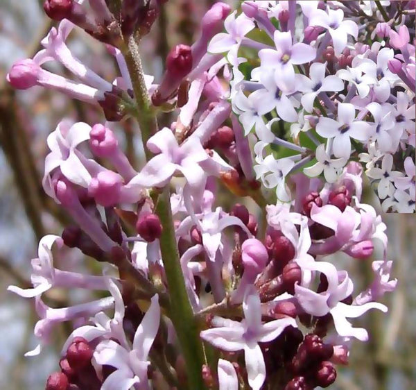 Syringa microphylla (Littleleaf Lilac) – MySeedsCo
