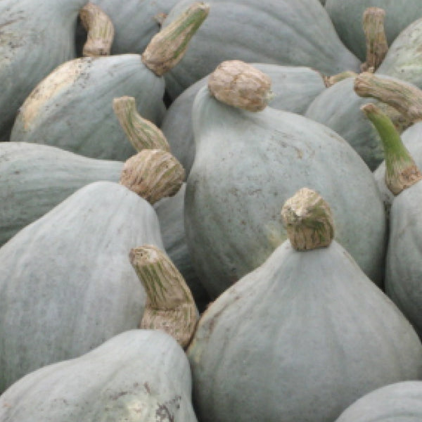Hubbard Blue Squash, Winter (Cucurbita maxima) – MySeedsCo