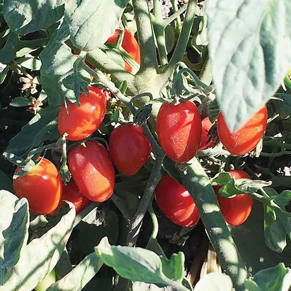 Candy Bell F1 Hybrid Tomato, Grape Tomato (Lycopersicon esculentum ...